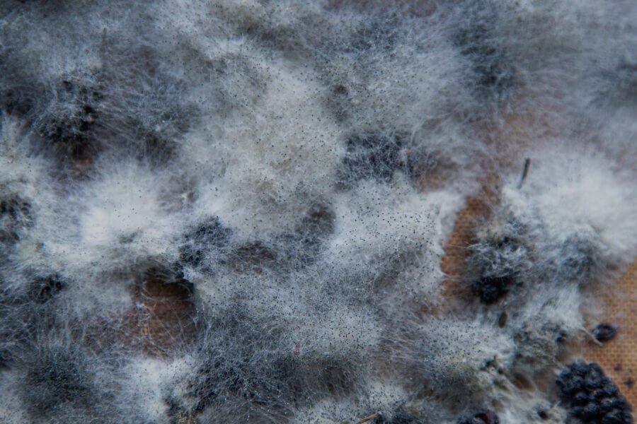 8 Effective Ways To Control Mold Growth In Commercial Refrigerators ...